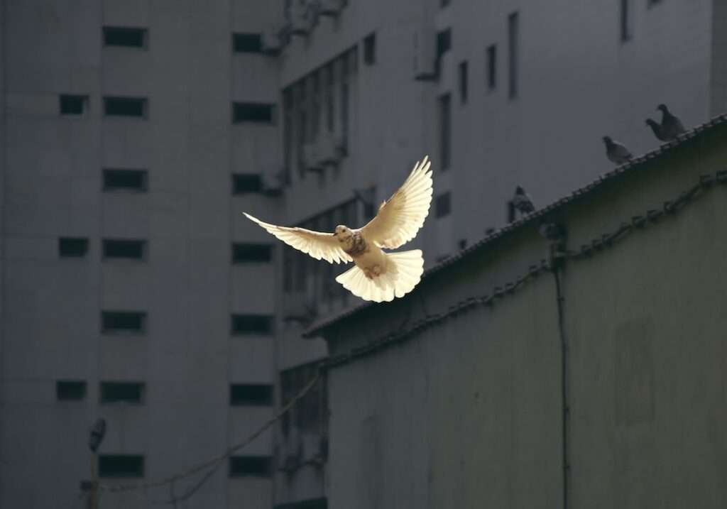 The Power of Dove Symbolism: How this Bird Represents Peace, Love, and Hope
