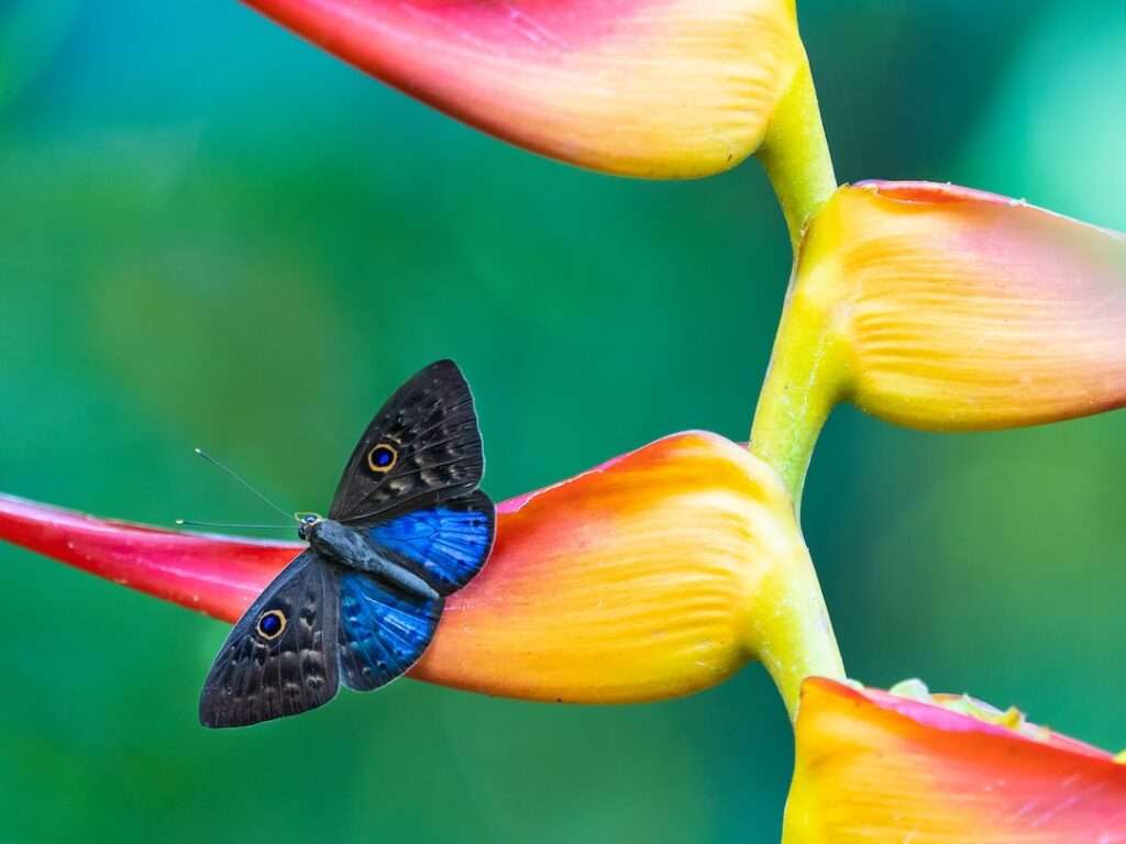 The Deeper Meanings Behind Fish Symbolism: Exploring the Spiritual