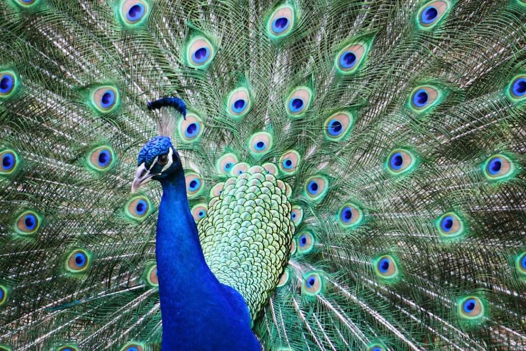 The Majestic Meanings Behind Peacock Symbolism: Understanding the